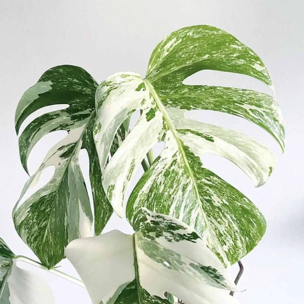 Monstera – Rare Tropical Plants Canada
