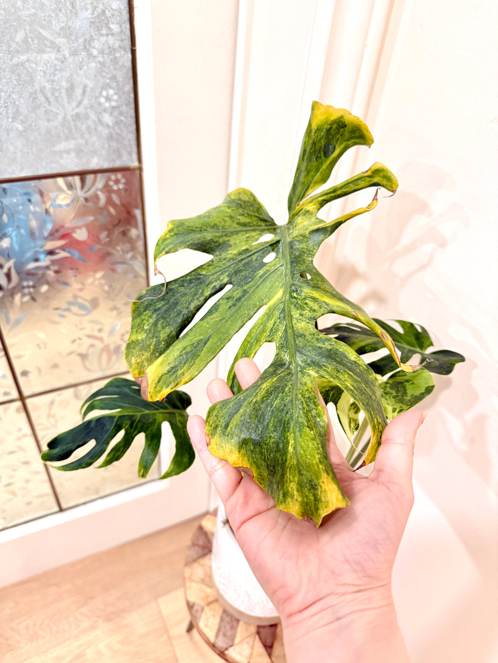 Monstera Ocean Mint Green Coral – Rare Tropical Plants Canada