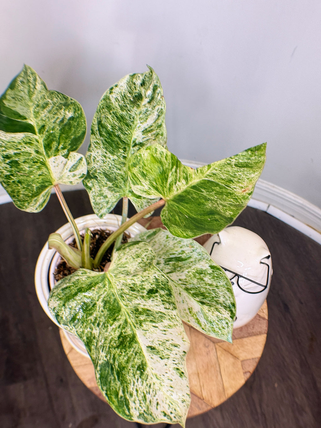 Philodendron Emerald Ice – Rare Tropical Plants Canada