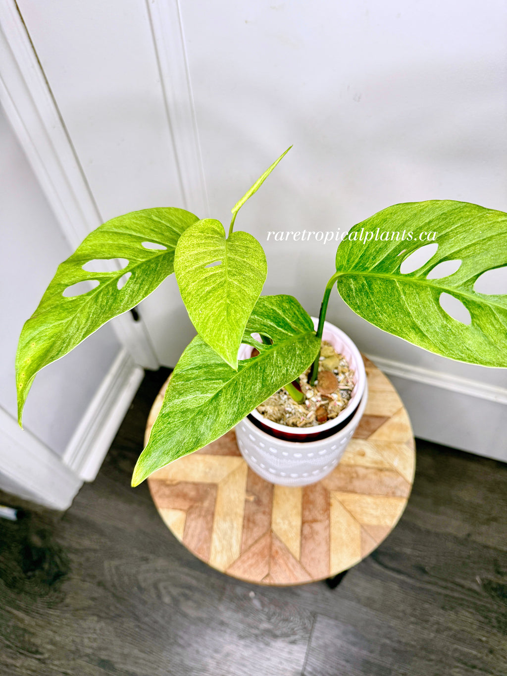Monstera Laniata Mint – Rare Tropical Plants Canada