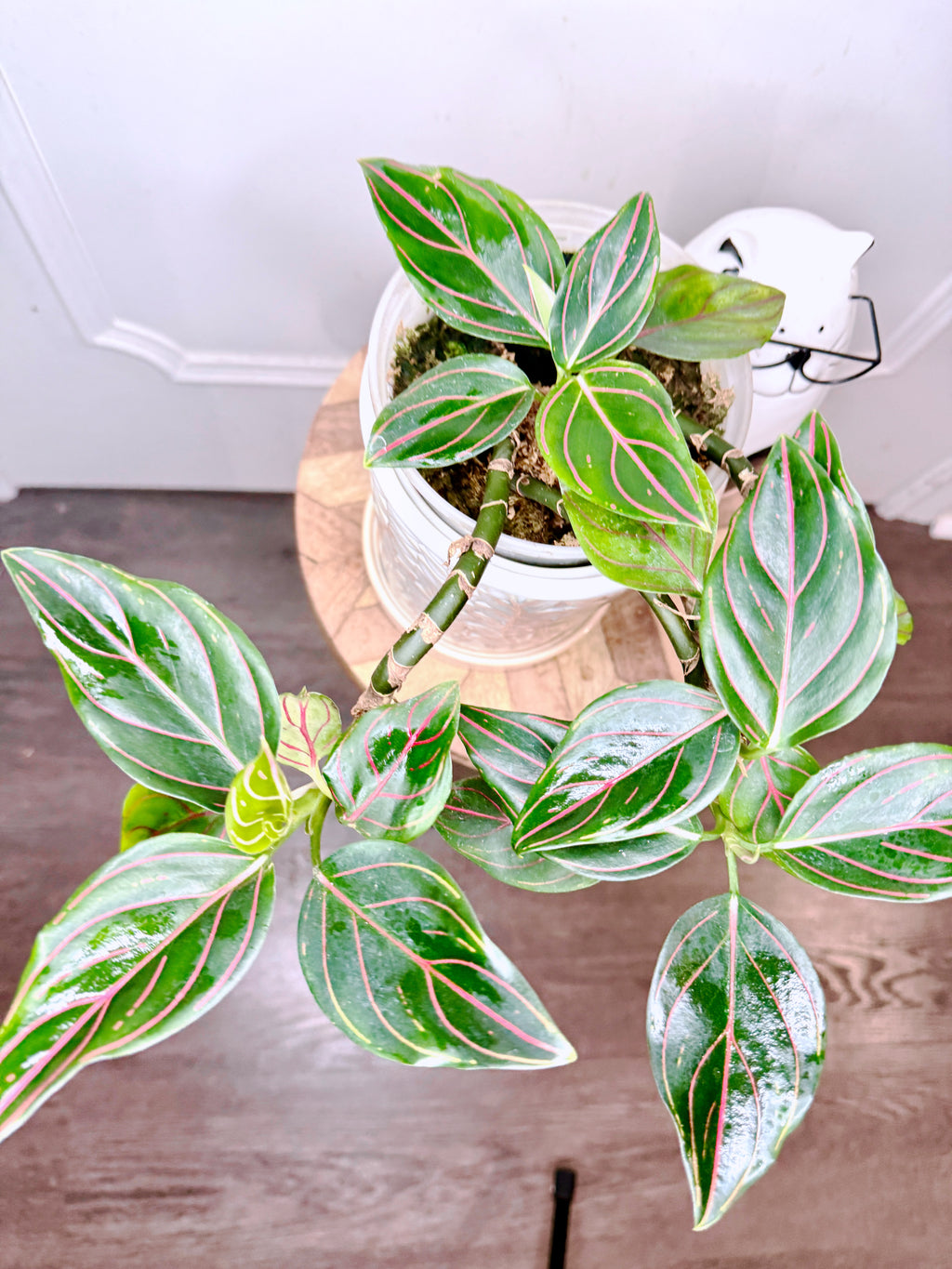 Aglaonema Rotundum – Rare Tropical Plants Canada
