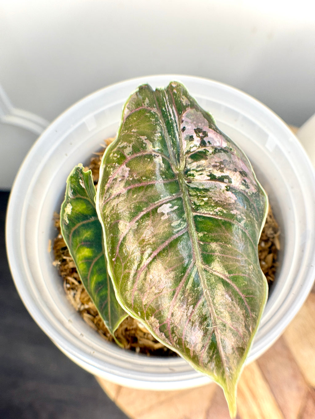 Alocasia Azlanii Pink – Rare Tropical Plants Canada