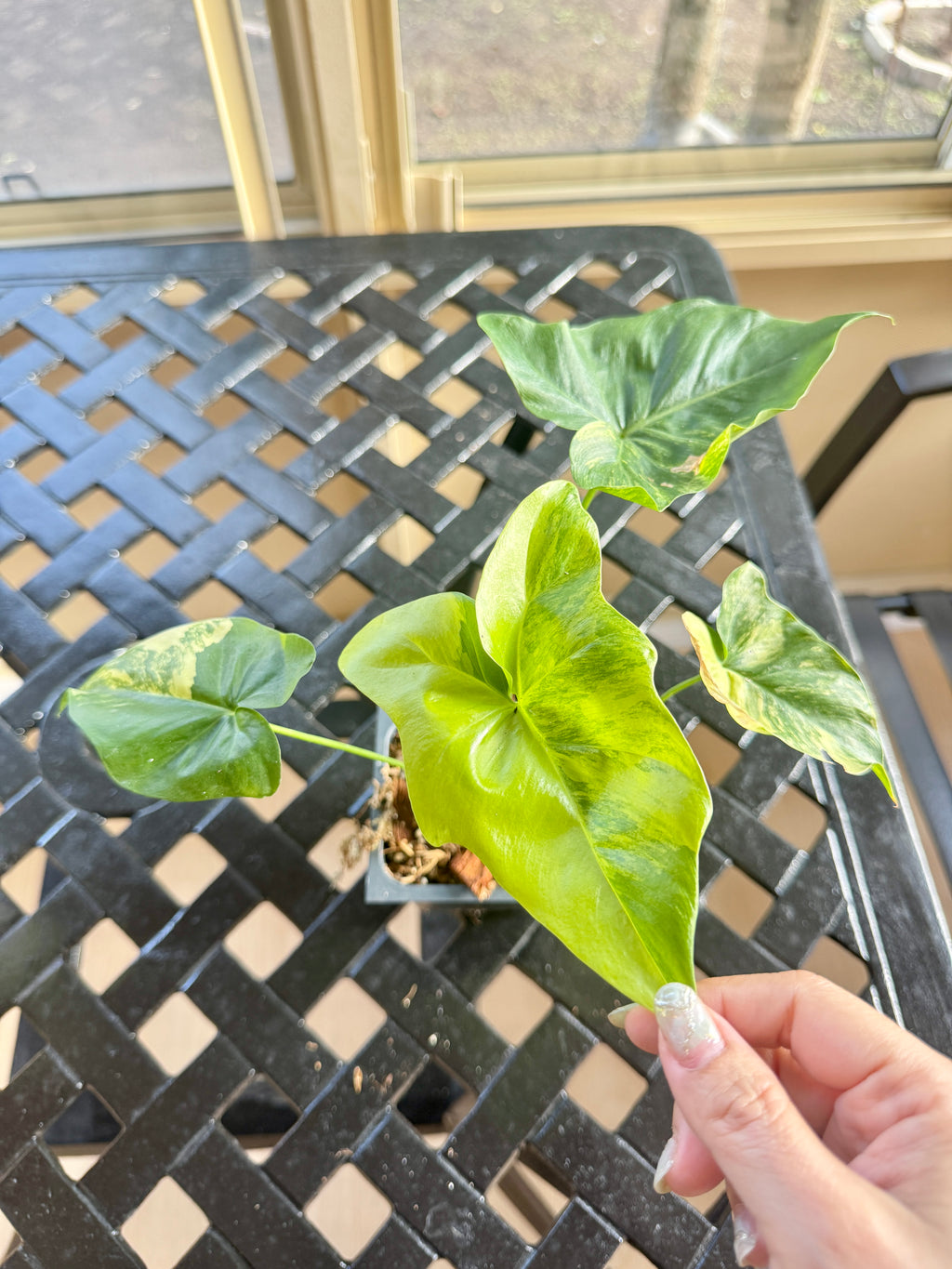 Philodendron Angela Variegated – Rare Tropical Plants Canada