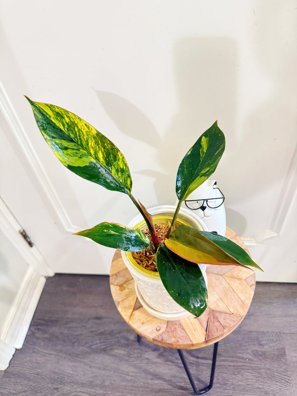 Philodendron Red Congo Variegated – Rare Tropical Plants Canada