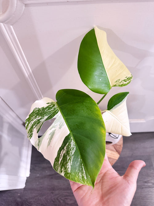 Monstera – Rare Tropical Plants Canada