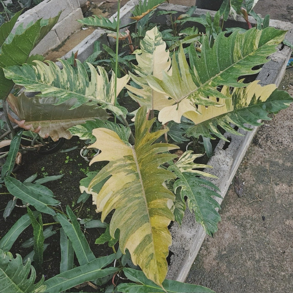 A wide variety of rare & variegated tropical plants – Rare Tropical Plants Canada
