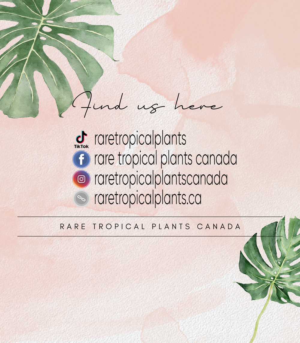 A wide variety of rare & variegated tropical plants – Rare Tropical ...